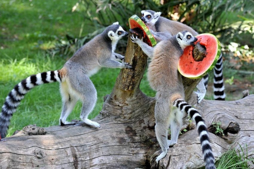 The Best Zoos to visit in Europe | Alan Rogers
