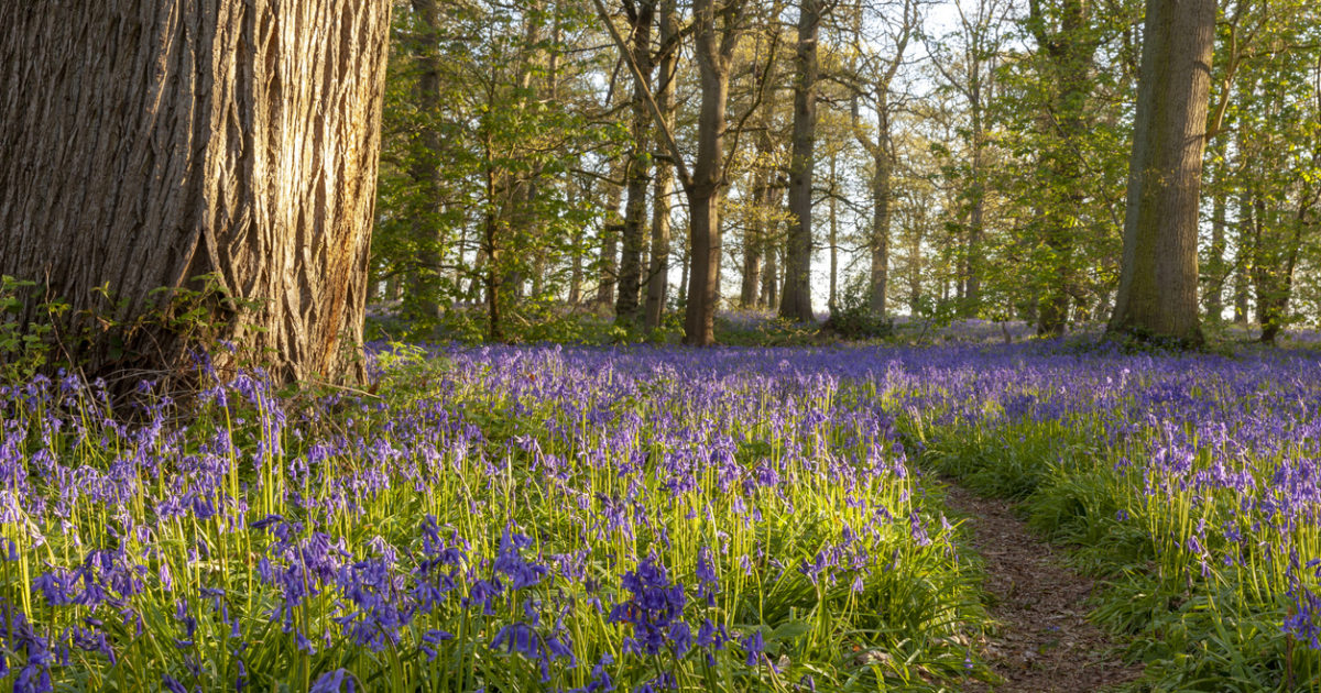 Springtime camping in the UK | Alan Rogers